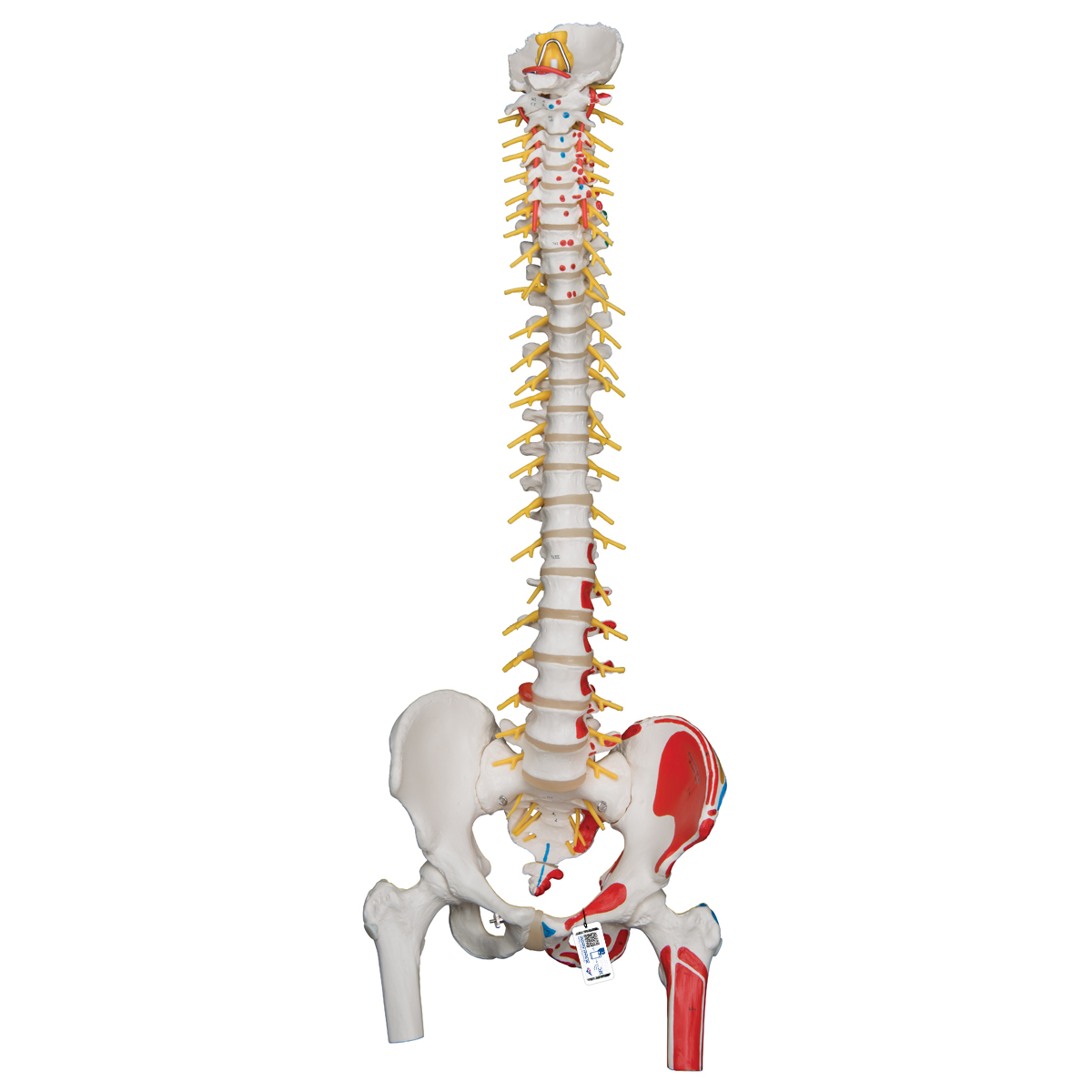 Flexible Spinal Column with Femur, Open Sacrum with Muscle Insertion ...