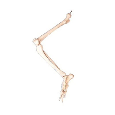 Lower Limb Bone Model AM-11131 – Orthoflex